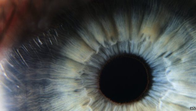 Stem Cells Build Functioning Cornea (BBC) - stemcellreference